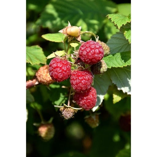 Raspberry plant (bareroot) - Boyne | The Greenhouse