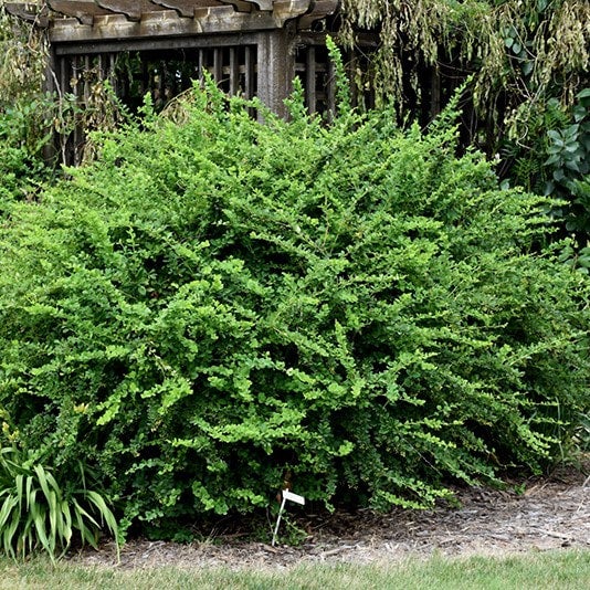 Barberry 'Emerald Carousel' - Berberis x | The Greenhouse