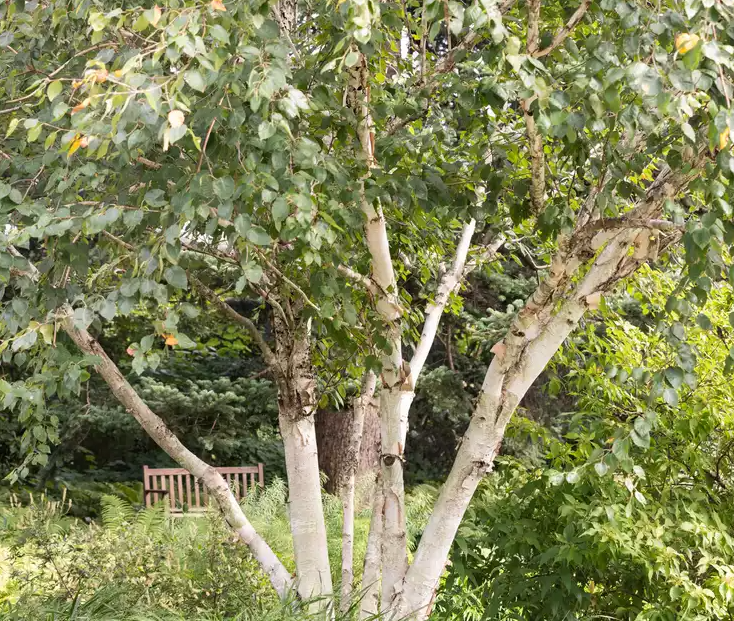 Birch Paper - Betula papyrifera - multi stem | The Greenhouse